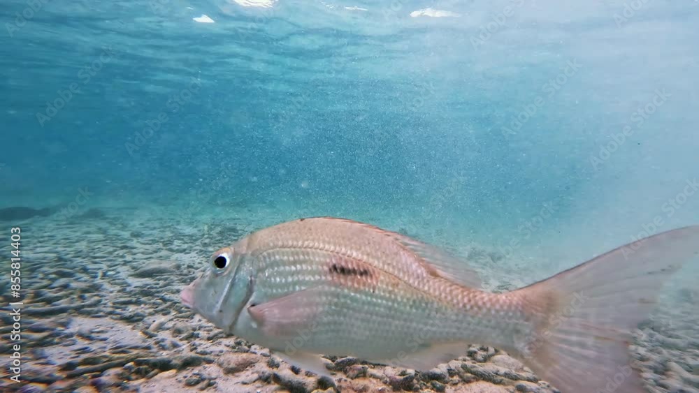 sea fish in close-up. marine underwater world, Indian Ocean, coral reef ...