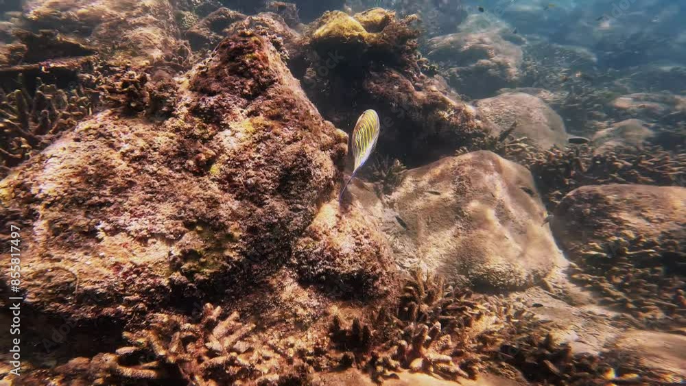 sea fish in close-up. marine underwater world, Indian Ocean, coral reef ...
