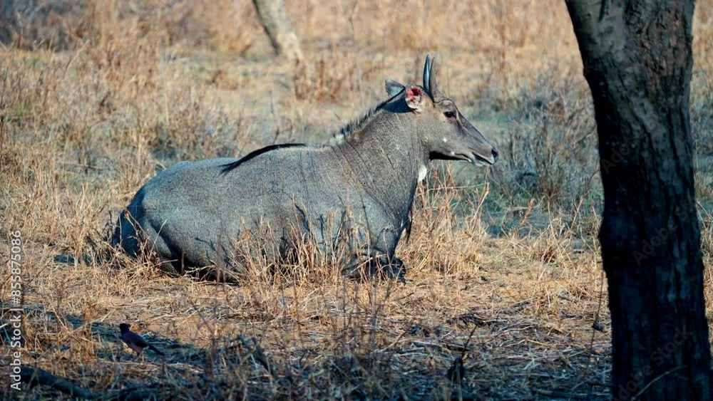 Nilgai (Boselaphus tragocamelus) largest antelope of Asia. known as ...