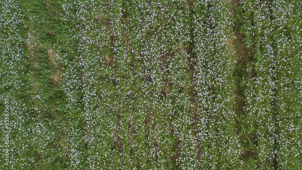 a field of blooming plants covered with small white and purple flowers ...