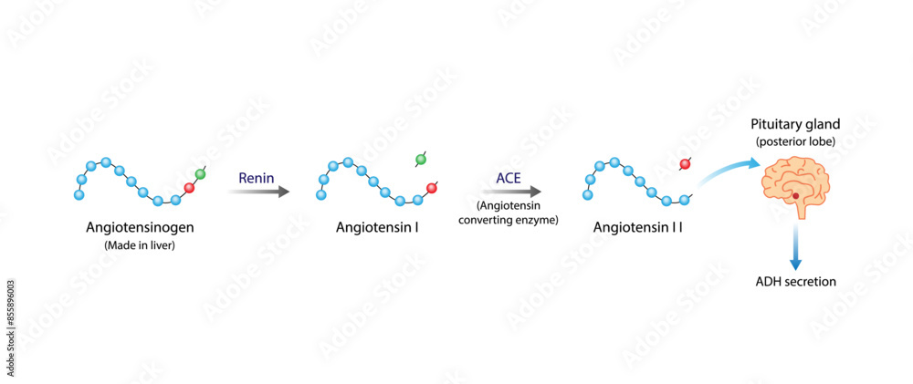 Angiotensin II acts on pituitary gland. Antidiuretic hormone, ADH ...