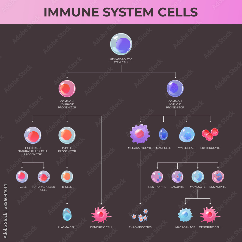 Scheme of immune cells. Lymphoid system and myeloid system on the dark background Stock Vector ...