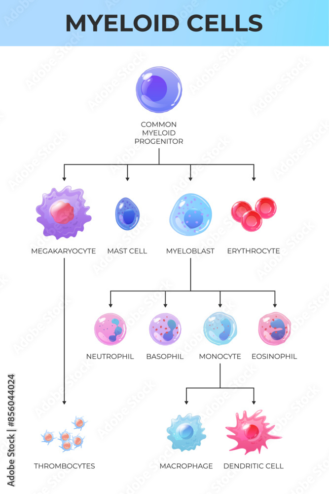 Scheme of immune cells. Myeloid system cells Stock Vector | Adobe Stock