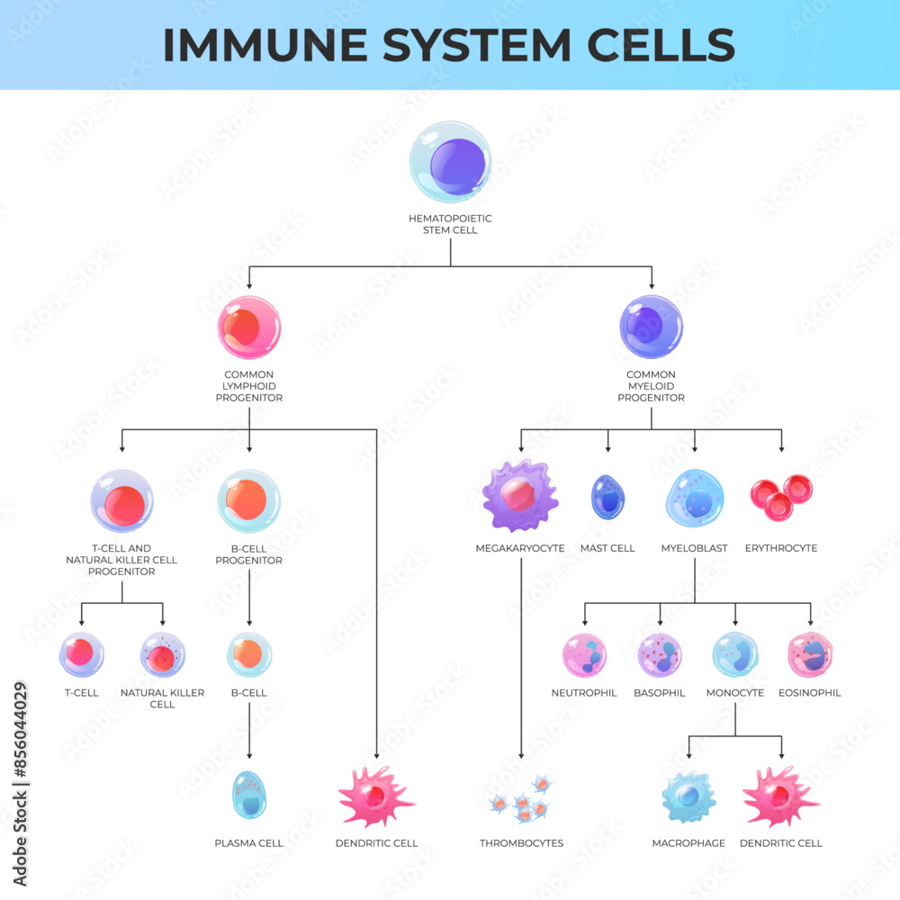 Scheme of immune system cells. Lymphoid system and myeloid system Stock Vector | Adobe Stock