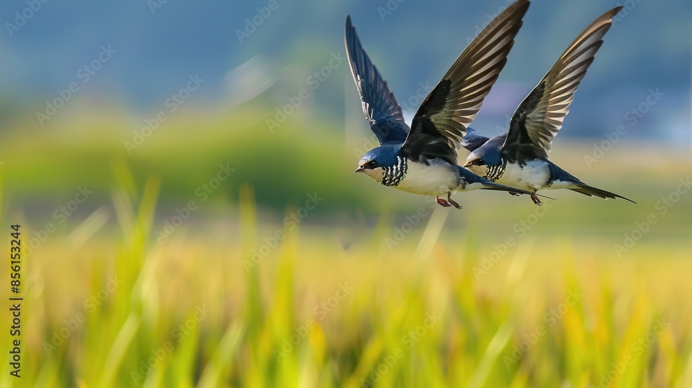 Swallow flight scene with parent swallow and young bird flying through ...