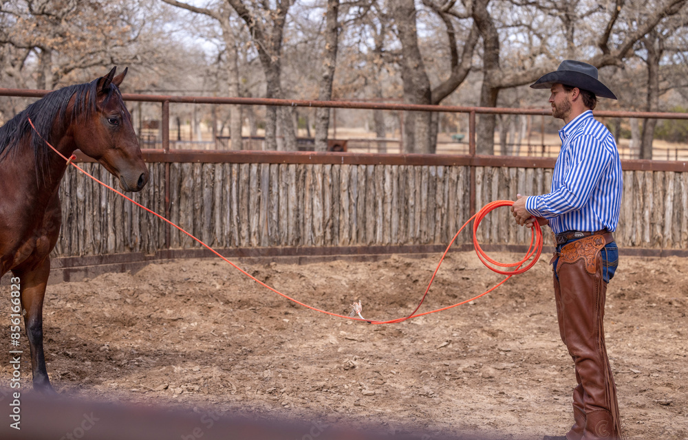 Cowboy horse trainer bay horse in round pen and using a rope and saddle ...