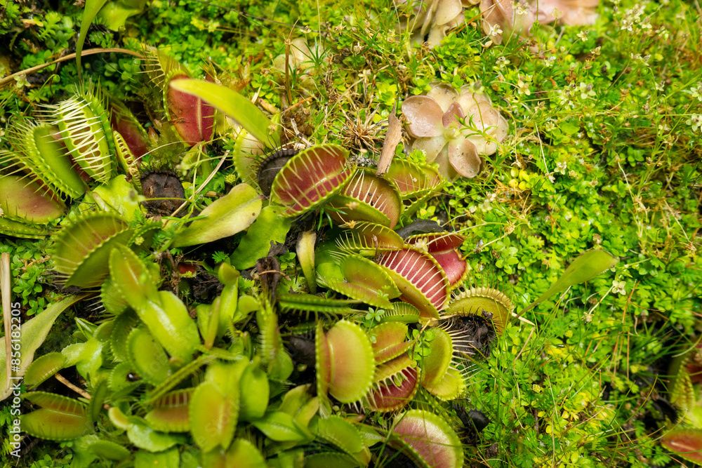 Venus is a flycatcher. Carnivorous plants of North America ...
