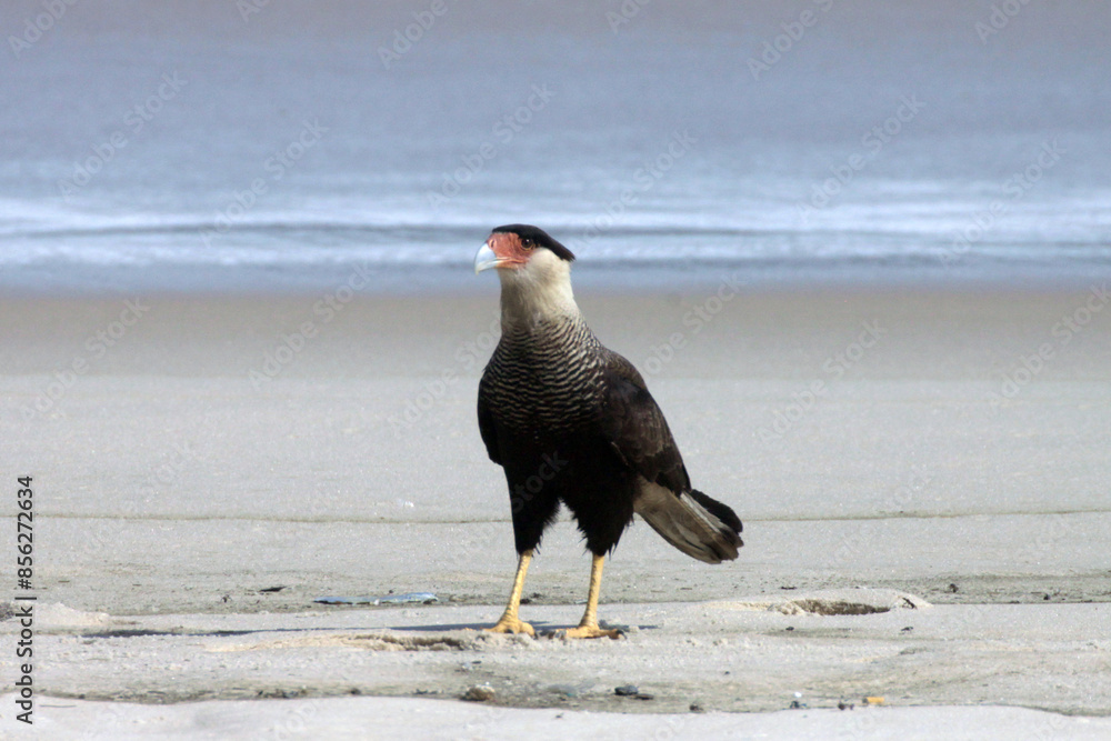 Carcará posando pra foto na praia de Cordeirinho - Maricá - RJ Stock ...