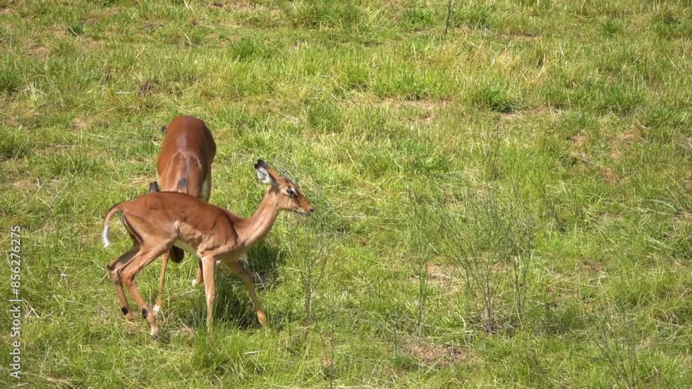 Impala antelope with a cub. Impala (Aepyceros melampus) is medium-sized ...