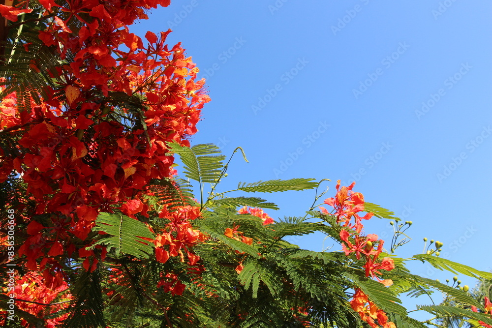 Red flowers on a blooming fire tree against a blue sky, royal poinciana ...