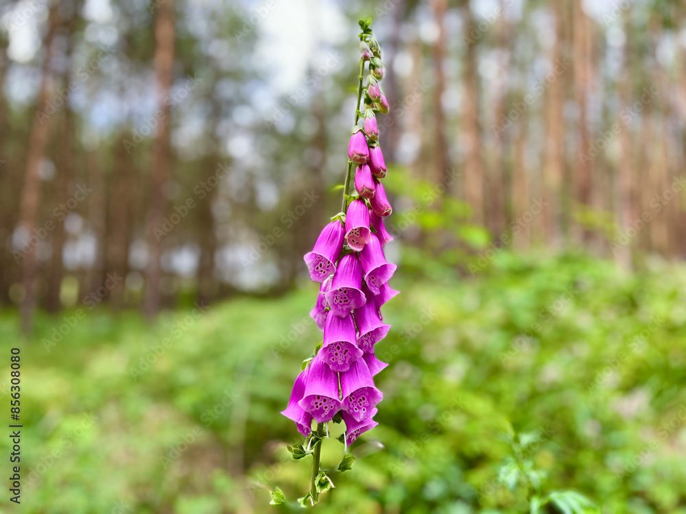Foxglove or Digitalis is a genus of herbaceous plants belonging ...
