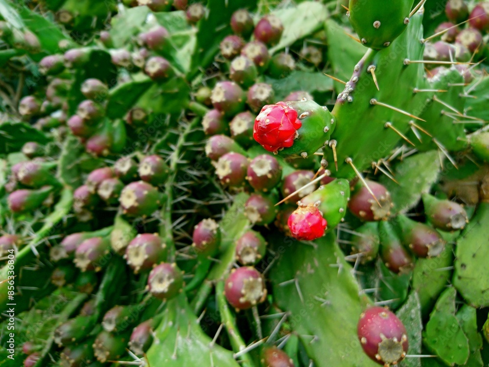 Prickly pear fruit cactus pattern background. Young prickly pear cactus ...