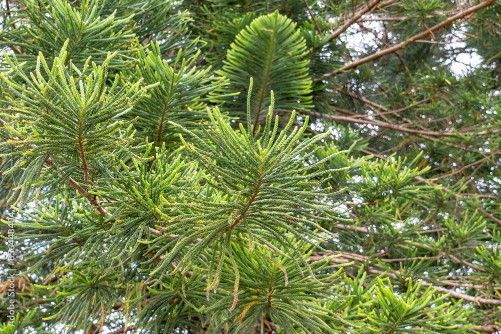 Araucaria columnaris, the coral reef araucaria, Cook pine (or Cook's ...