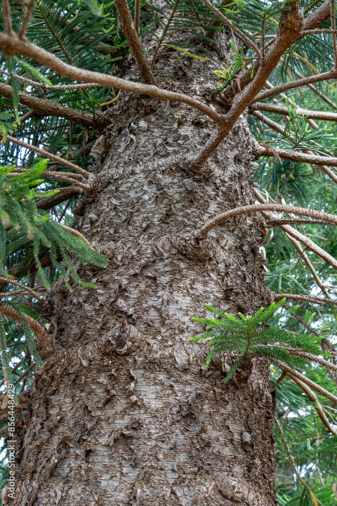 Araucaria columnaris, the coral reef araucaria, Cook pine (or Cook's ...