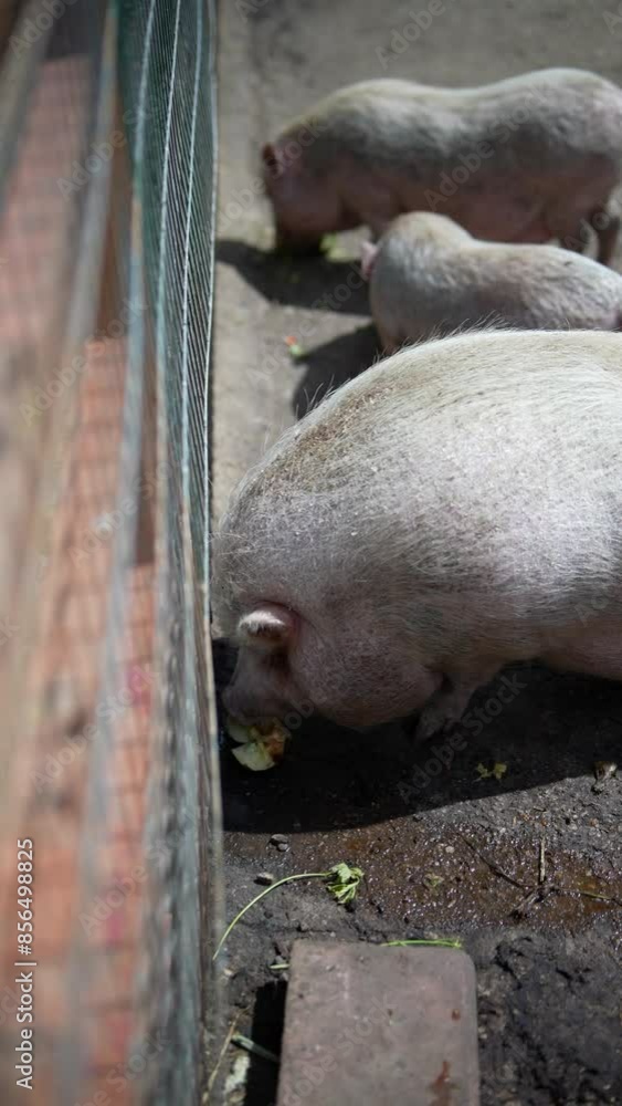 Domestic pigs eating vegetables in a pen at a farm, scene of rural ...