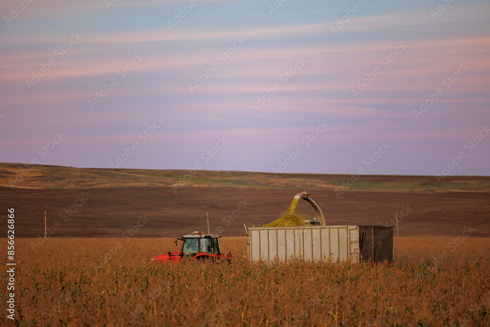 Work harvester on harvest corn and tractor in maize field. Farm silage ...