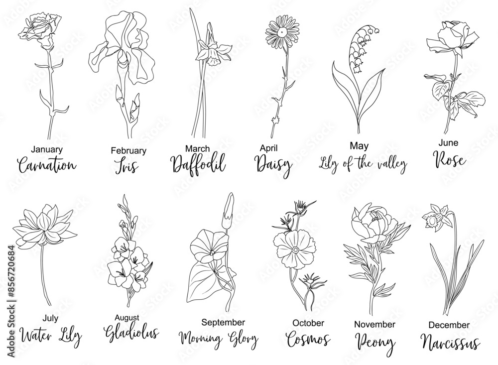 Set of Birth month flowers line art vector illustrations. Carnation ...