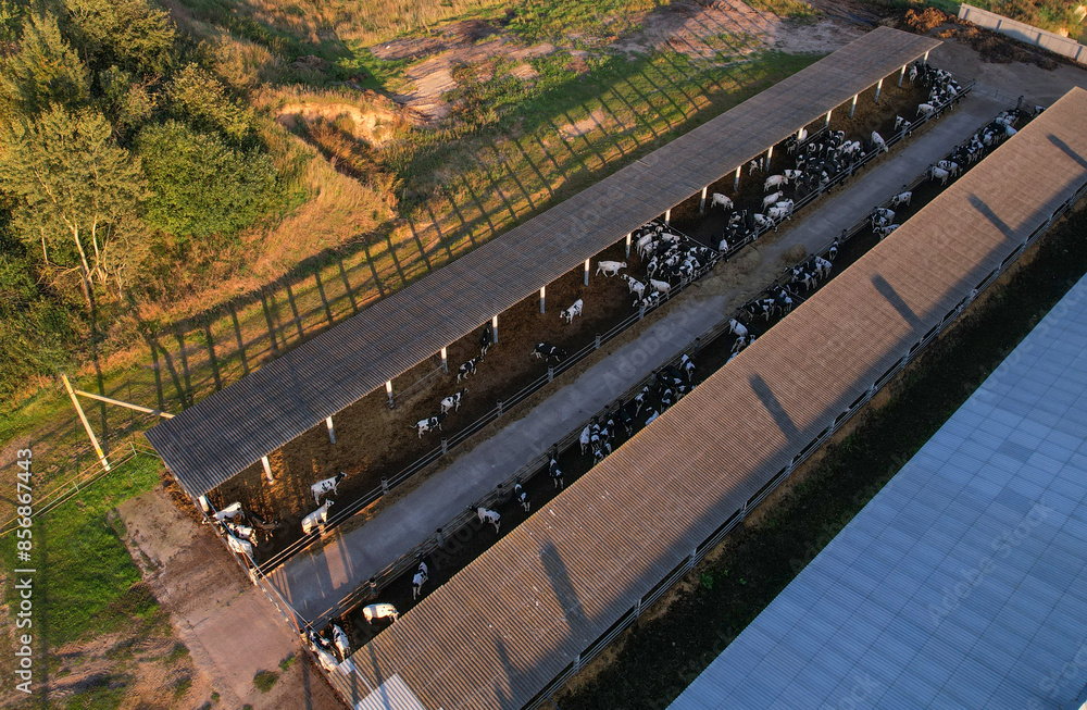 Cows in Cowshed on farm, aerial view. Farm building at field ...