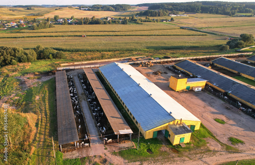Cows in Cowshed on farm, aerial view. Farm building at field ...