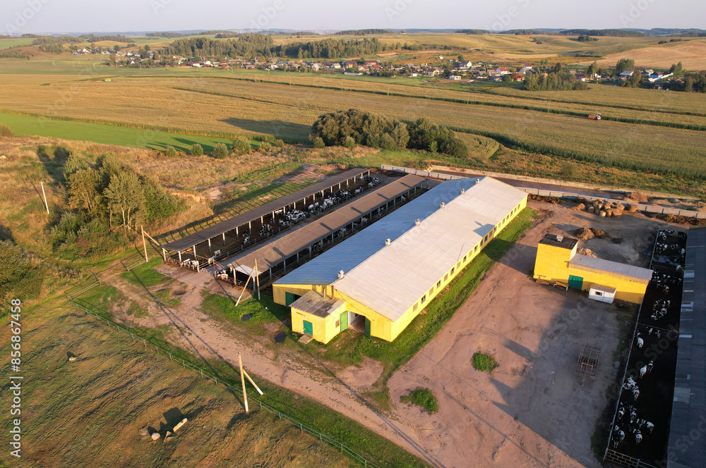 Cows in Cowshed on farm, aerial view. Farm building at field ...