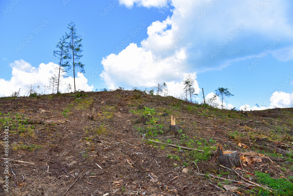 Deforestation and forest clearance. Illegal logging. Forest destruction ...