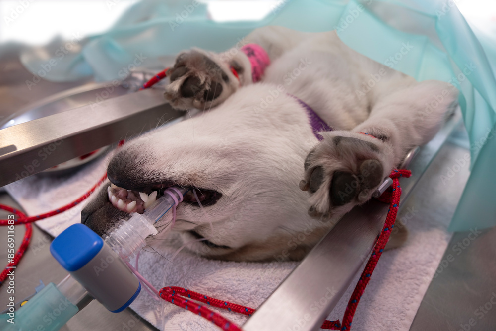 Foto de An intubated dog is connected to vital signs monitors ...