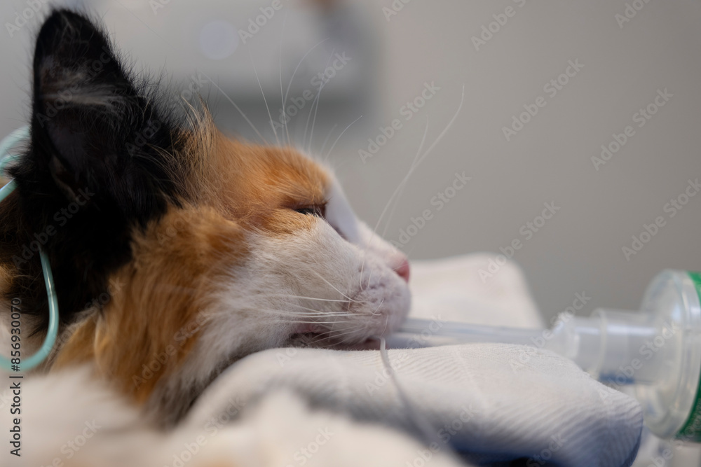 Intubated cat is connected to vital signs monitors. Cat anesthetized ...