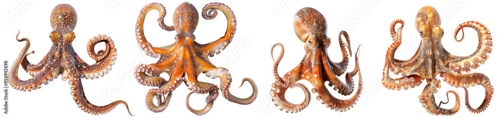 Four Octopuses in Different Poses Isolated On Transparent Background ...