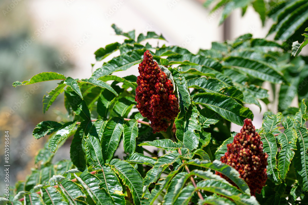 Green leaves and red inflorescences of the seeds of sumac deer or sumac ...