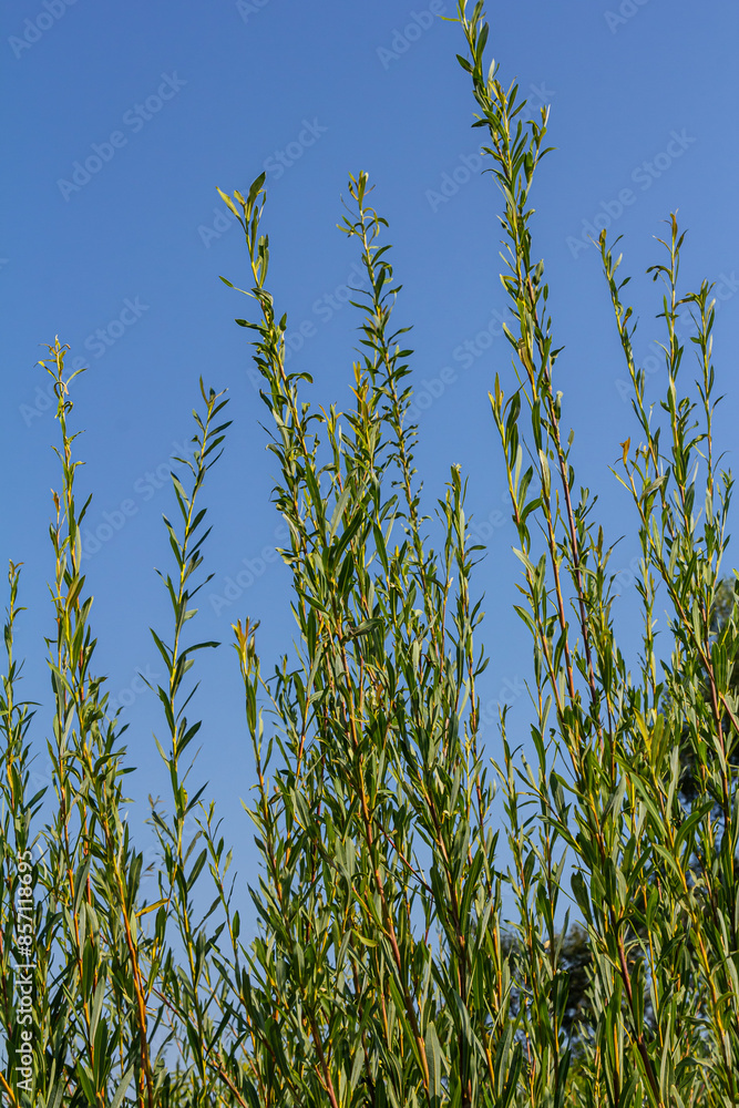 Salix purpurea purple willow or osier is a species of Salix native to ...