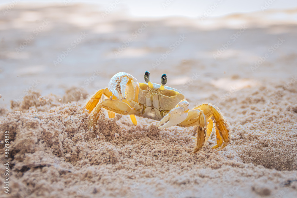 Crabe jaune de La Martinique, Antilles Françaises, sur une plage de ...