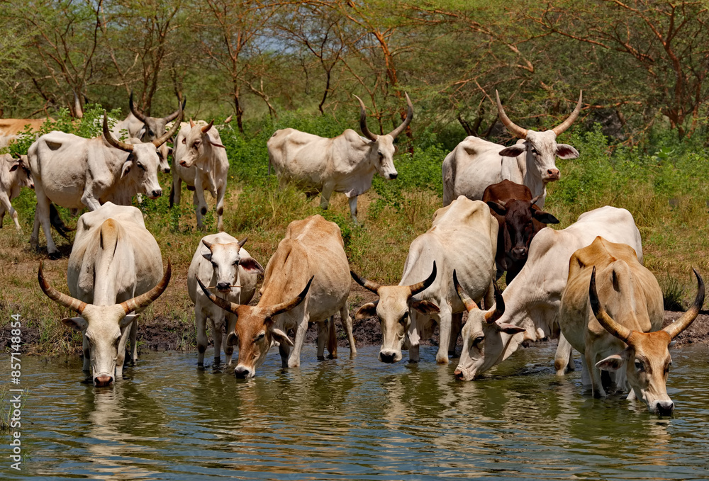 West Africa. Senegal. A herd of humpback Zebu cows with huge horns ...