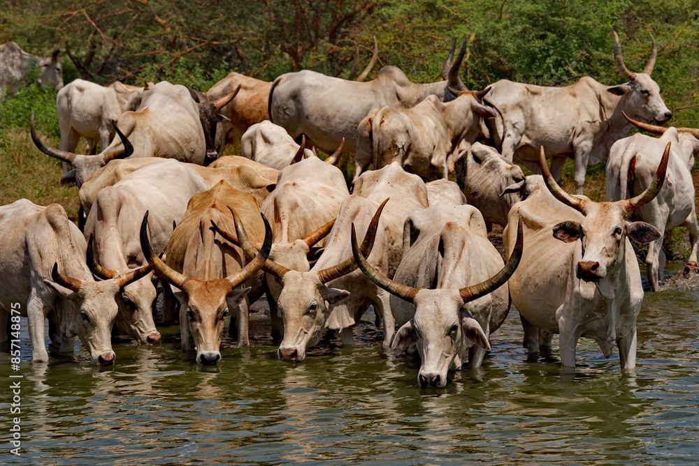 West Africa. Senegal. A herd of humpback Zebu cows with huge horns ...