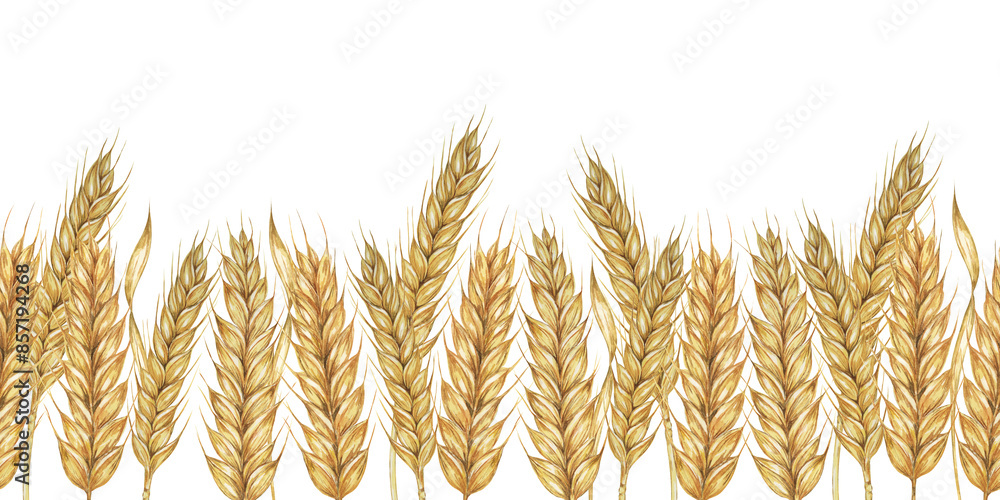 Wheat stalks seamless border, barley ears ribbon. Watercolor ...