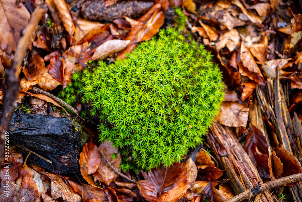 Juniper haircap polytrichum moss (Polytrichum juniperinum) is an ...