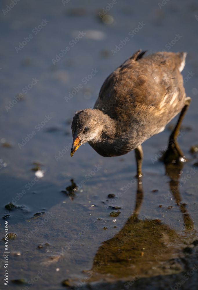 Juvenile moorhen walking in a pond. Common moorhen (Gallinula chloropus ...