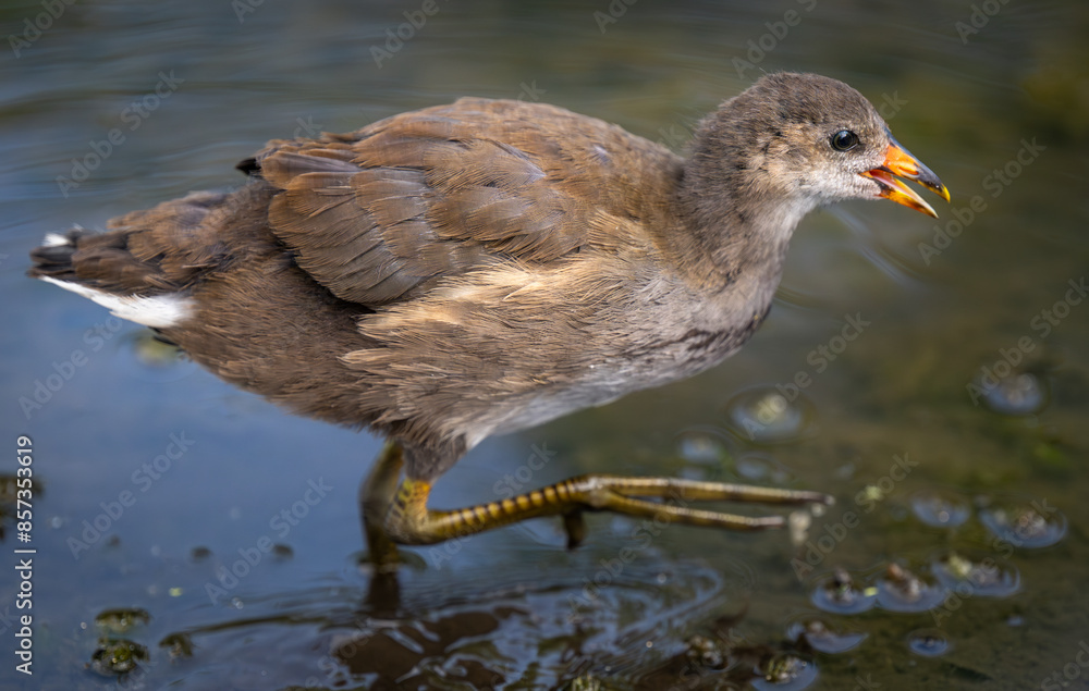 Juvenile moorhen walking in a pond. Common moorhen (Gallinula chloropus ...
