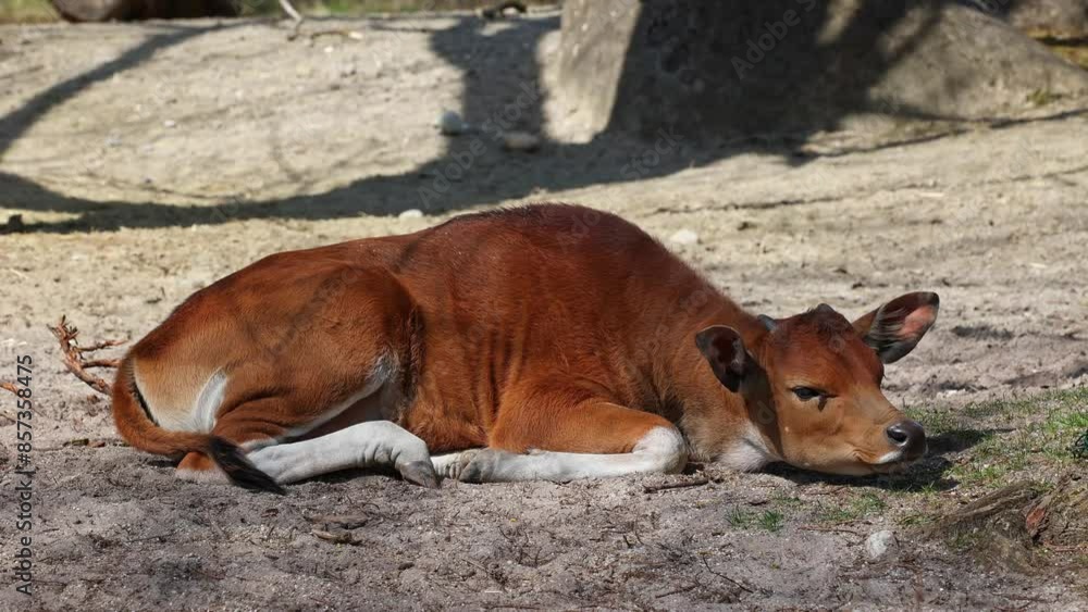 Young baby Banteng, Bos javanicus or Red Bull. It is a type of wild ...