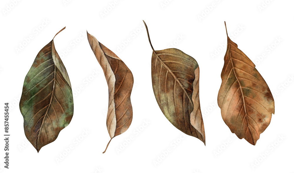 Autumn leaves at various stages of decay. The watercolor botanical ...