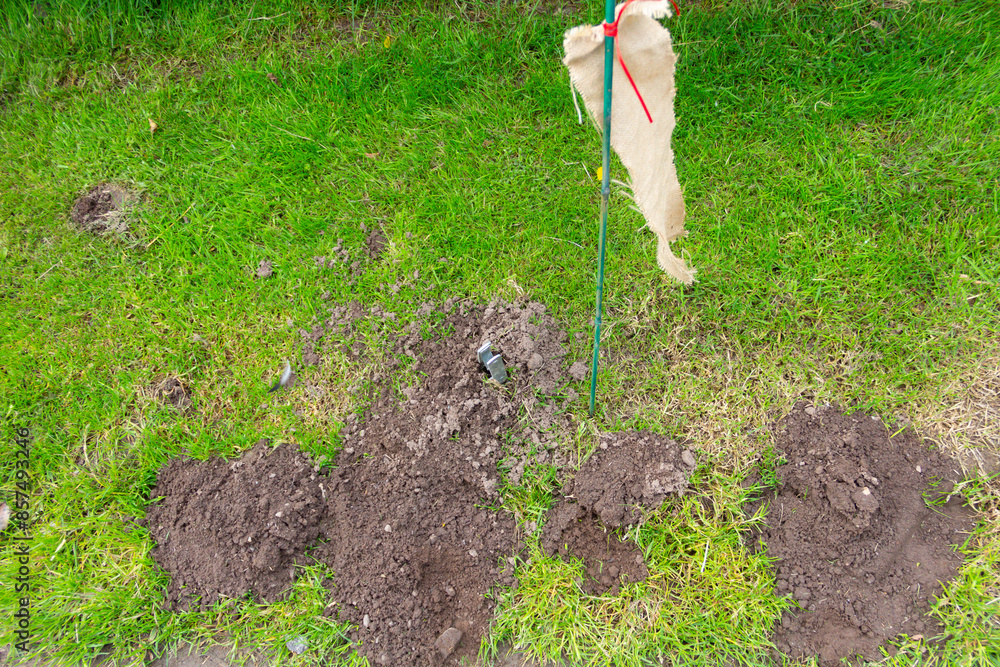 Mole hills with traps set to catch the animals that cause the mounds of ...