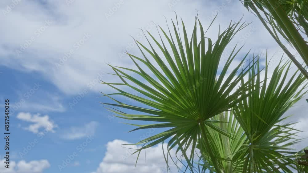 Green fan-shaped leaves of the palm chamaerops humilis thrive under a ...