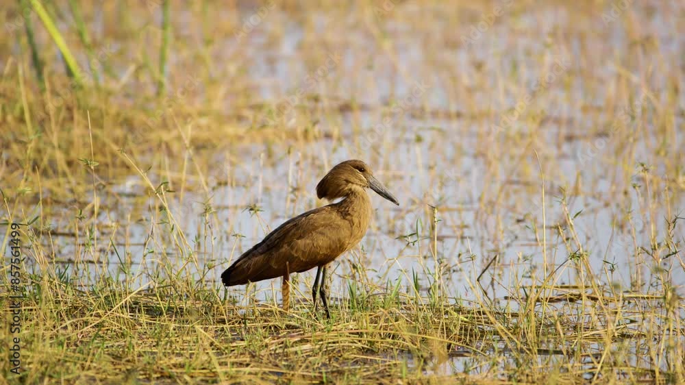 The hamerkop (Scopus umbretta) is a medium-sized wading bird. It is the ...