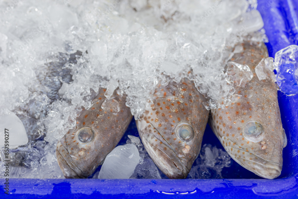 grouper in seafood market, fresh fish on ice, asian street food market ...