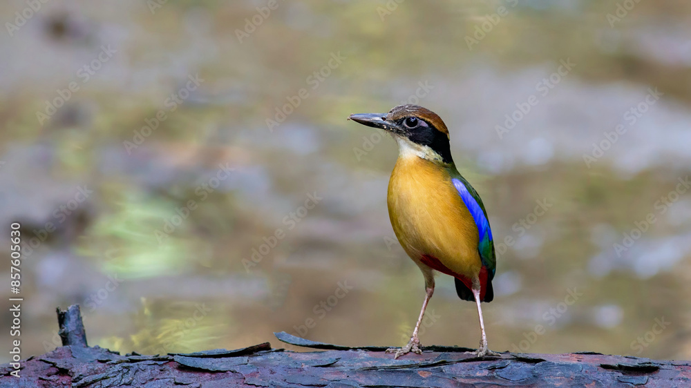 A Mangrove pitta (Pitta megarhyncha) in a mangrove forest in Thailand ...