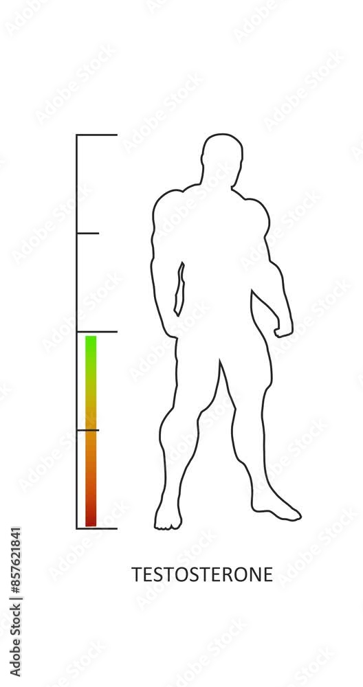 Hormone testosterone level measuring scale with muscular man silhouette ...