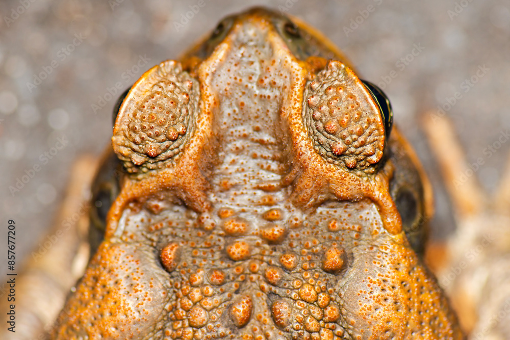 The cane toad, also known as the giant neotropical toad or marine toad ...