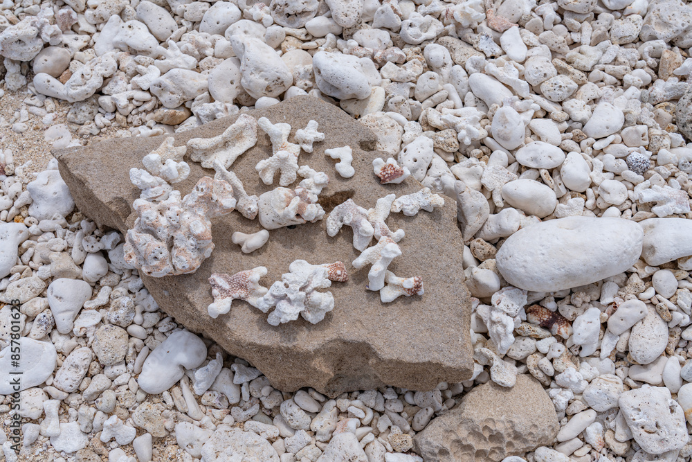 Beachrock with Coral fossils / reef deposits / Limestone at Ko Olina ...