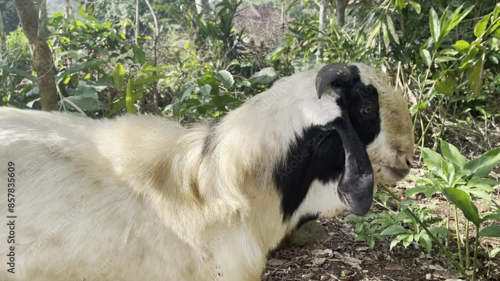 Footage of a white goat in the forest. it's Indonesian sheep called ...