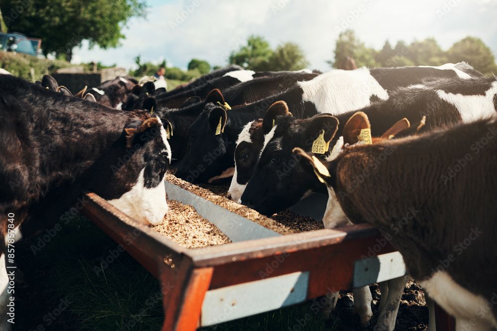 Nature, field and cows eating grain for nutrition, wellness and ...