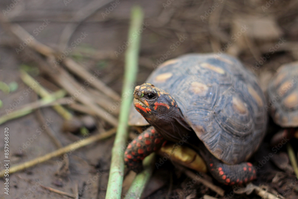 Cute small baby Red-foot Tortoise in the nature,The red-footed tortoise ...
